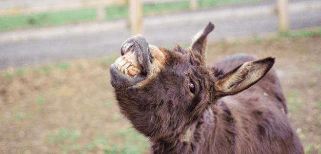 Homepage | Rand Farm Park